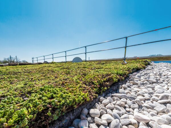 Green roof systems - Zambelli Building envelope
